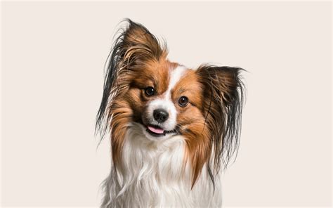 Papillon Butterfly Dog Papillon Dog Breed Information And Pictures
