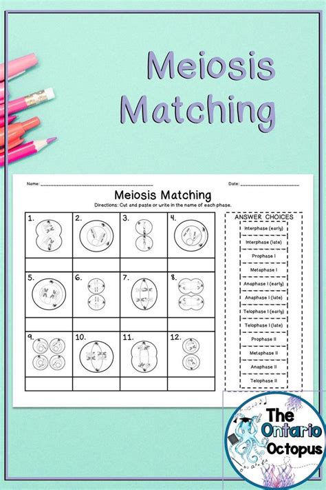 Meiosis Matching Cut And Paste Meiosis Cut And Paste Teaching Resources