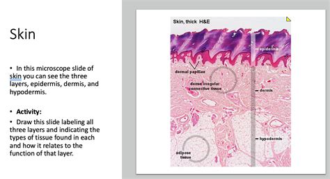 Solved Skin Thick Hande Skin Epiderinis Dermal Papillae • In