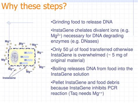 Ppt Todays Pcr Gmo Detection Powerpoint Presentation Free Download Id355902