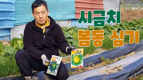 월동 시금치와 봄동 심기 Youtube
