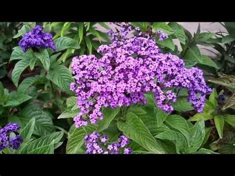 Гелиотроп "морской бриз". - YouTube