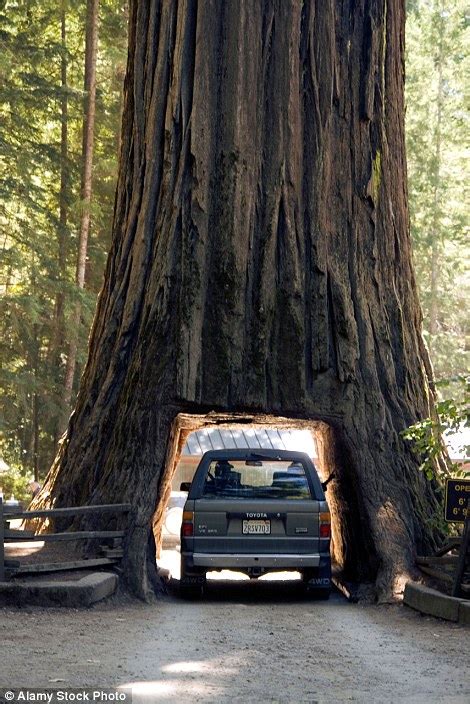 Incredible Tunnels Carved Into Giant 2000 Year Old Trees Wide Enough