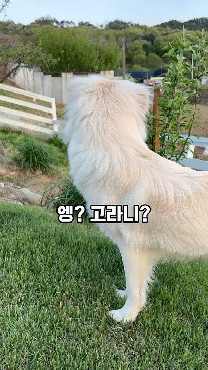 고라니와 서로 쳐다보고 있는 상황~ 포실이가 울타리 뛰어 넘을까봐 조마조마~ Youtube