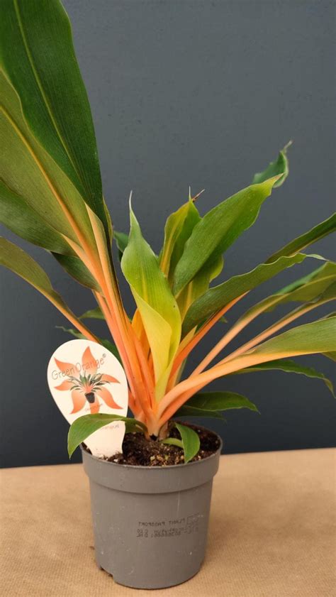 Chlorophytum Orange Foja Landscaping