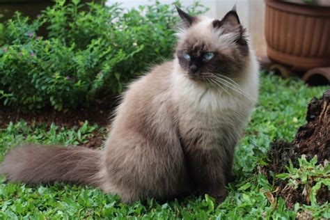 200 Cute And Fun Himalayan Cat Names Catster