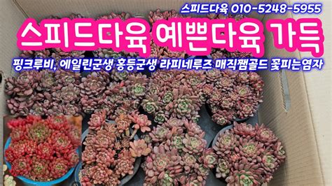 2525 🌹핑크루비군생 에일린군생 라피네루즈 매직쨈골드 꽃피는염자🌹스피드다육 010 5248 5955 전국택배가능 유료광고포함 Youtube