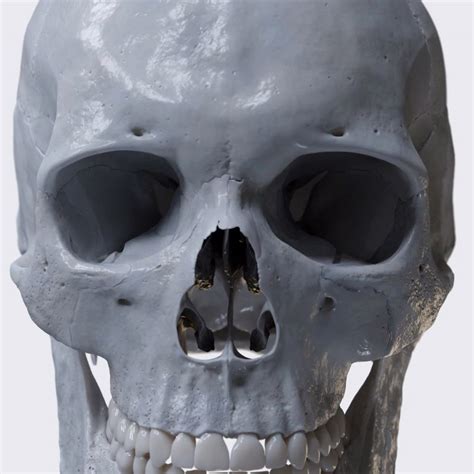 Zygomatic Bone Landmarks Media Library Anatomyapp Learn