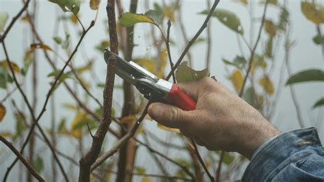 What Is Pruning Important Facts To Know About The Process Greenpal