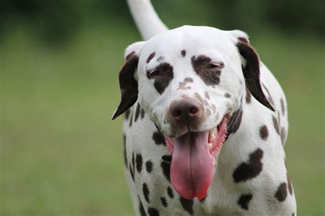 German Shorthaired Pointer Vs Dalmatian Breed Comparison