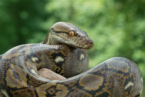 Python Snake Swallows And Kills Woman In Indonesia The Washington Post