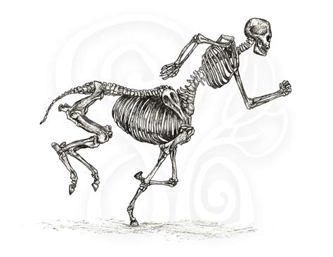 Centaur Anatomy Giclée Print Etsy