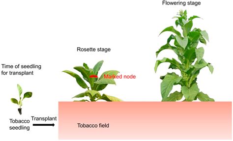 Agronomy Free Full Text Plant Spacing Effects On Stem Development And Secondary Growth In