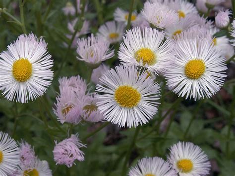 Philadelphia Fleabane Erigeron Philadelphicus Flora Pittsburghensis