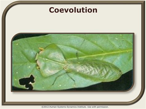 Coevolution Examples