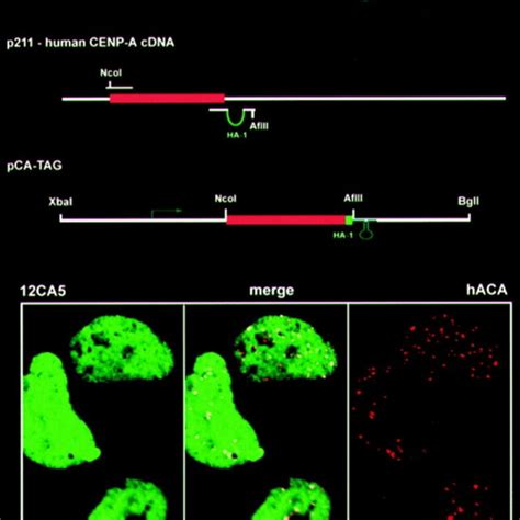 Restriction Of Cenp A Expression To S Phase Abolishes Centromeric Download Scientific Diagram