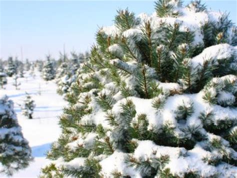 Do You Know The Difference Between A Spruce And A Fir Danville CA Patch