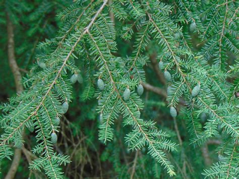 Eastern Hemlock 20 Seeds Tsuga Canadensis Southernplantseeds