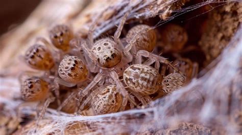 Free Spiderlings In Web Image Spiders Arachnids Web Download At