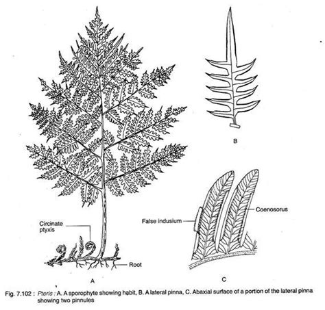 Psilotum Structure Morphology Anatomy Reproduction Life Cycle Biology Notes Online