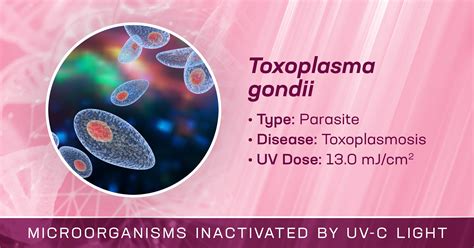 Toxoplasma Gondii Is Inactivated By Germicidal Uv Light