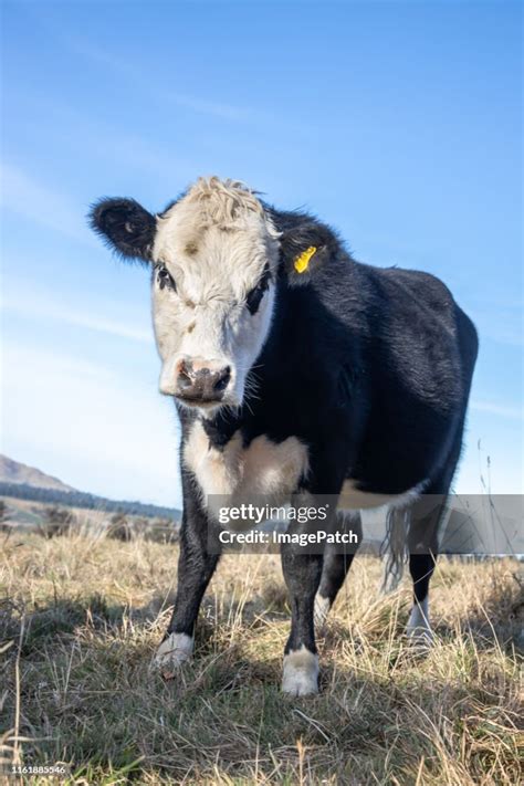 Black And White Holstein Friesian Cattle Animal Bred For Beef
