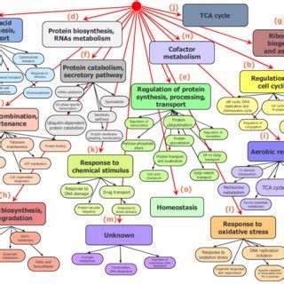 Tree Structure Organization Of The Functional Modules Obtained By Download Scientific Diagram