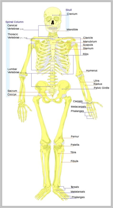 Human Skeleton Anterior View 744×1436 Anatomy System Human Body Anatomy Diagram And Chart Images