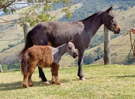 Morales Leilões Lorayne An De Sta Tereza