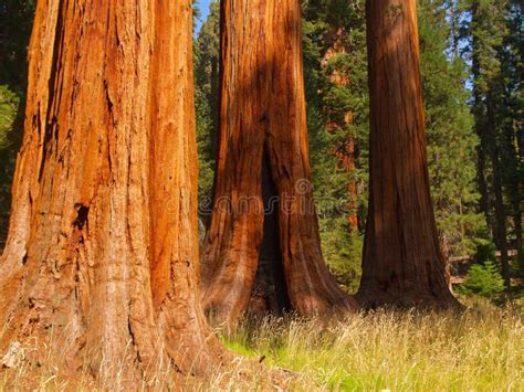 Drie Grote Bomen Stock Afbeelding Image Of Boom Buiten 4079377