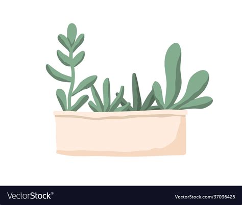 Group Succulents In Long Rectangular Pot Or Box Vector Image