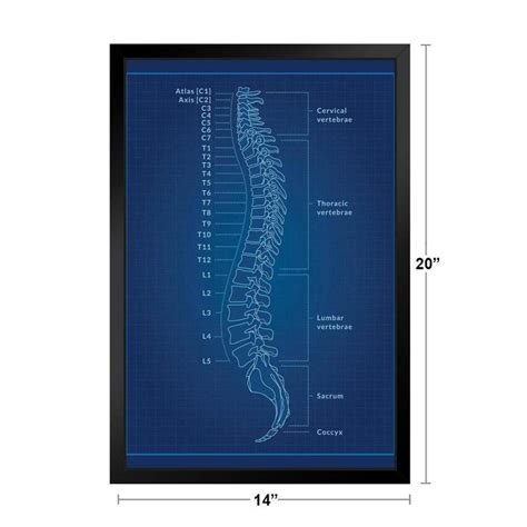 Trinx Human Anatomy Spine Vertebrae Cervical Thoracic Lumbar Sacrum