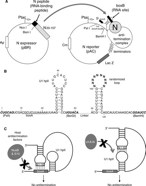 the strategy and design of a bacterial assay for detecting rna