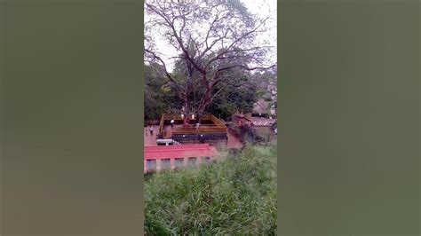 ඓතිහාසික මැද්දෙපොල රාජ මහා විහාරයේ බෝධින් වහන්සේ ️🙏 Lakshandaily History Nature Srilanka