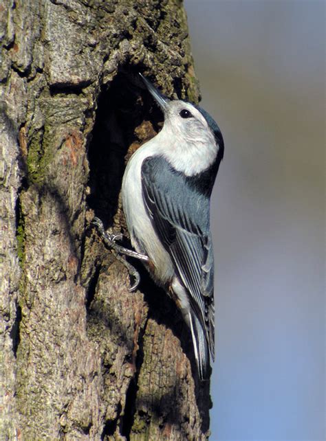 Máistir Nádúraí Nuthatches and Tools