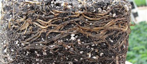 Pythium Root And Crown Rot Ornamental Plant Control Syngenta Au