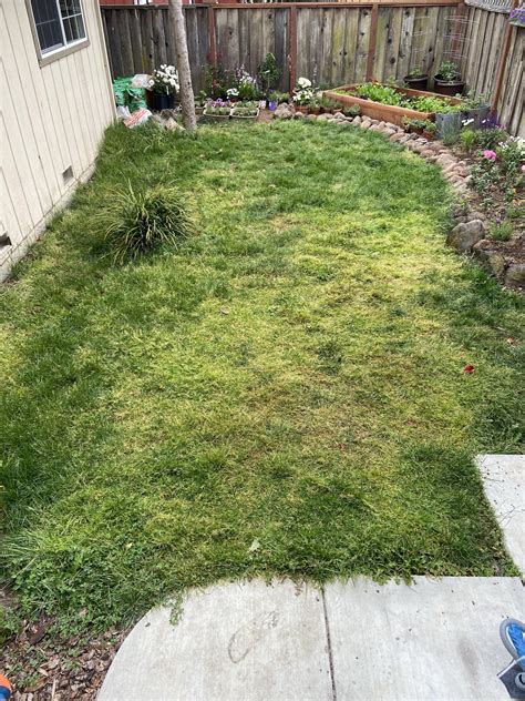Short Yellowing Sad Grass Need Diagnosis R Lawncare