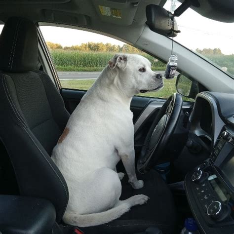 Robodino 6411 Youtube