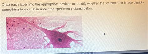 Solved Drag Each Label Into The Appropriate Position To