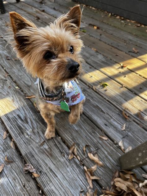 Ruby Sue Faithful Companion