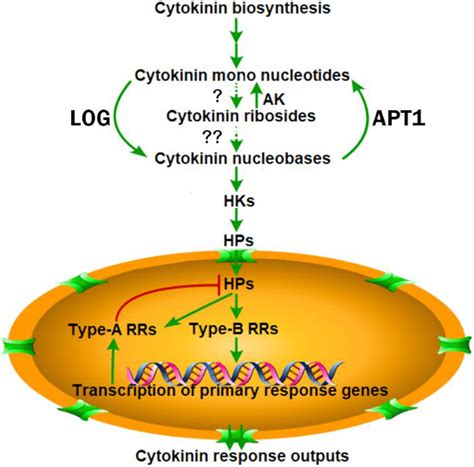 Outline Of Cytokinin Biosynthetic And Signal Transduction Pathway