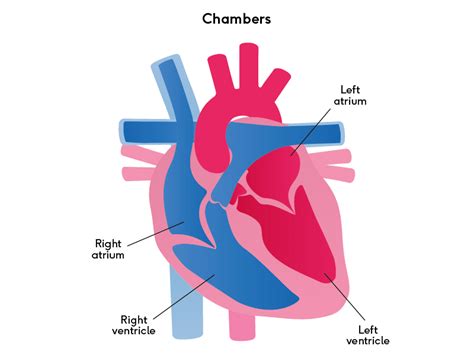 Internal Anatomy Of The Heart Heart Chambers