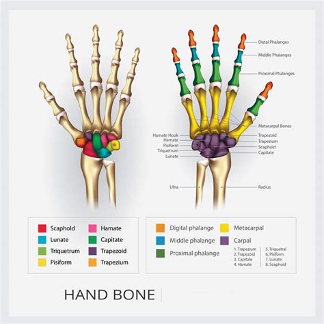 Hand Surgeon Twin Falls Id Magic Valley Orthopedics