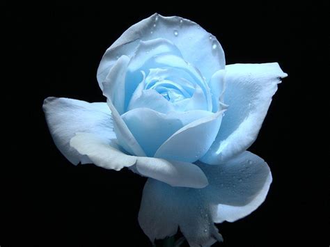 Light Blue Flower Wallpapers Top Free Light Blue Flower Backgrounds