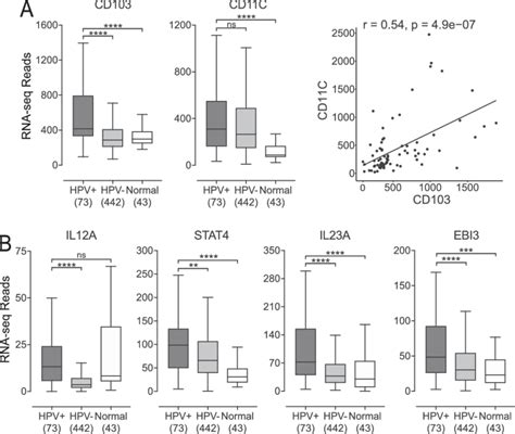 Detection Of Dendritic Cells And Their Effector Cytokines In Head