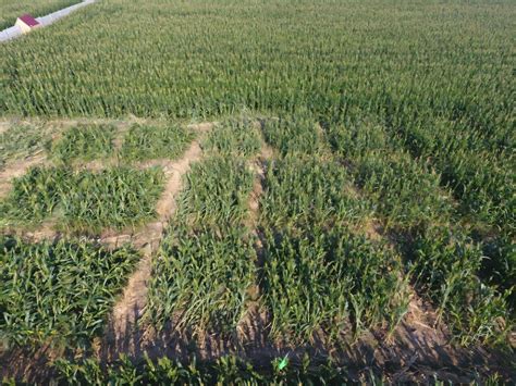 Drones Prove Effective Way To Monitor Maize Re Growth Researchers Report September 2024