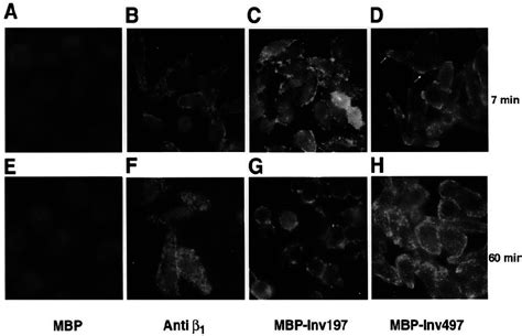 Invasin Mediated Clustering Hep 2 Cells Were Incubated For 7 A D And Download Scientific