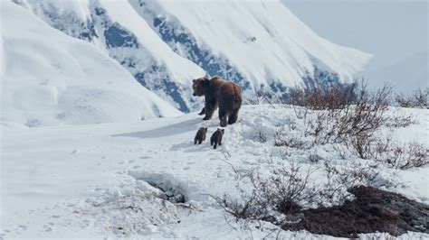 Sasaki Time Movie Review Disneynatures Bears The Best Disneynature