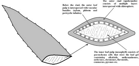 A Schematic Representation Of Aloe Leaf Morphology Showing A