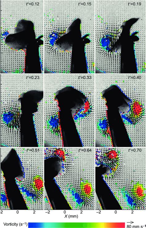 Flow Field Time Sequence Of The Velocity And Vorticity Fields
